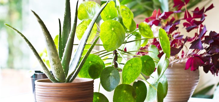 Plants with benefits for your physical and mental health | YourLifeChoices