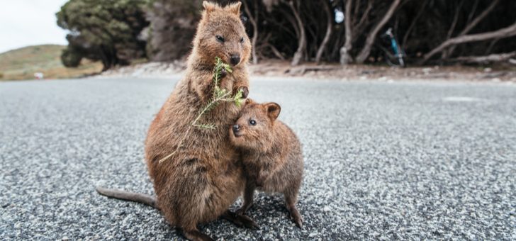 Do quokkas really throw their babies at predators to escape ...