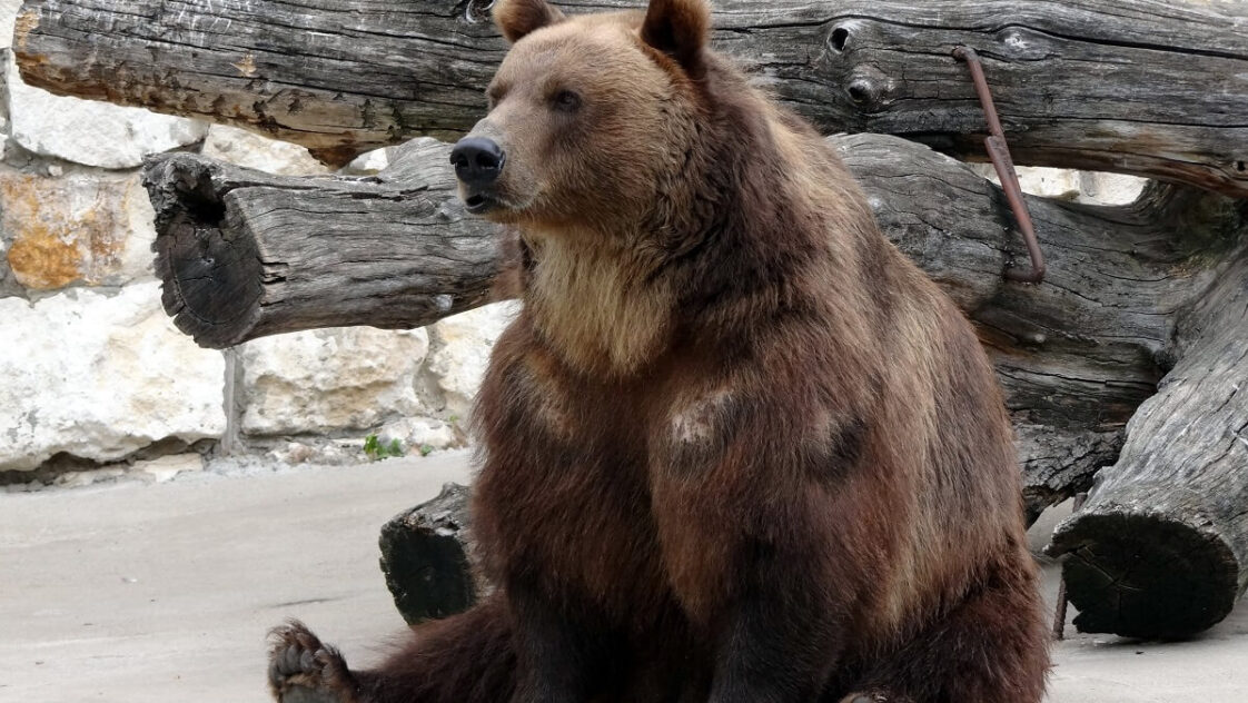 Fat Bear Week is finally here | YourLifeChoices