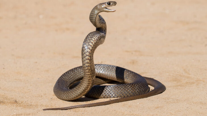 What to do – and not do – if you’re bitten by a snake | YourLifeChoices