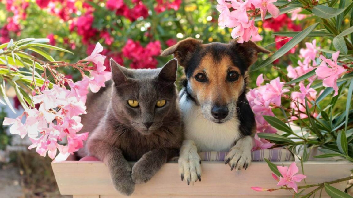 The rise of pet influencers: Which furry face is raking it in ...