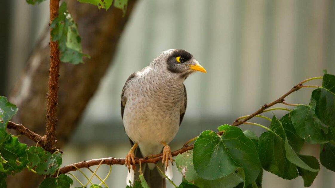 How to deter noisy miners from your garden | YourLifeChoices