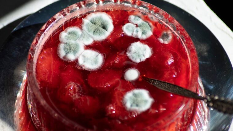 Mouldy food: Should you cut it out or throw it out? | YourLifeChoices