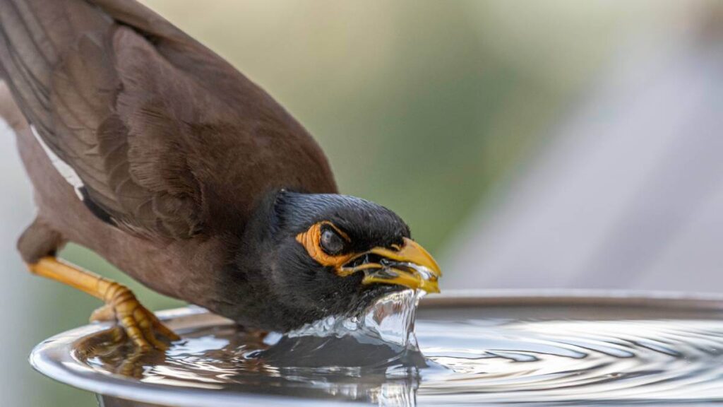 How to keep Indian mynas out of your garden | YourLifeChoices