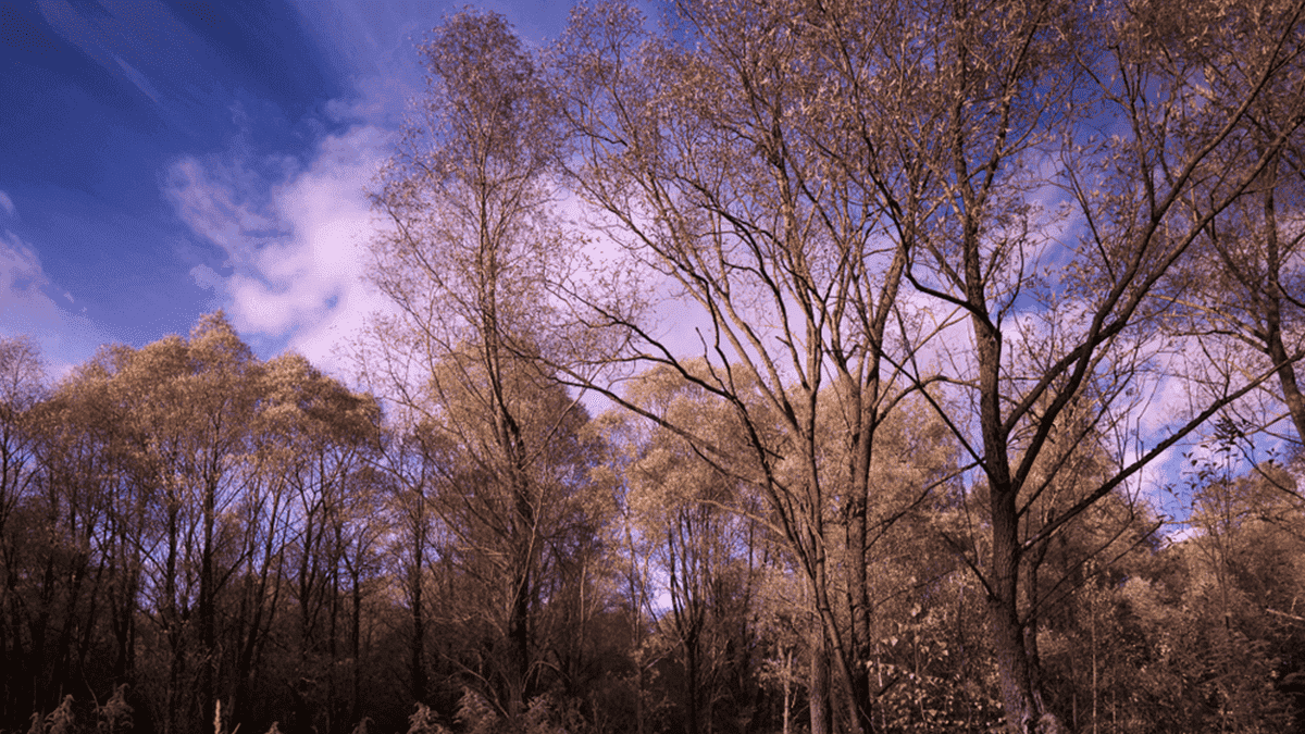 The big dry: which trees are dying in parched Western Australia ...