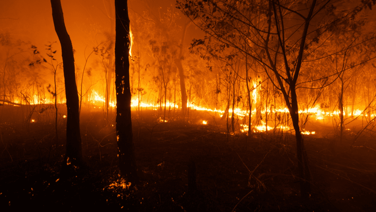 Understanding how fire shapes plants will help protect them ...