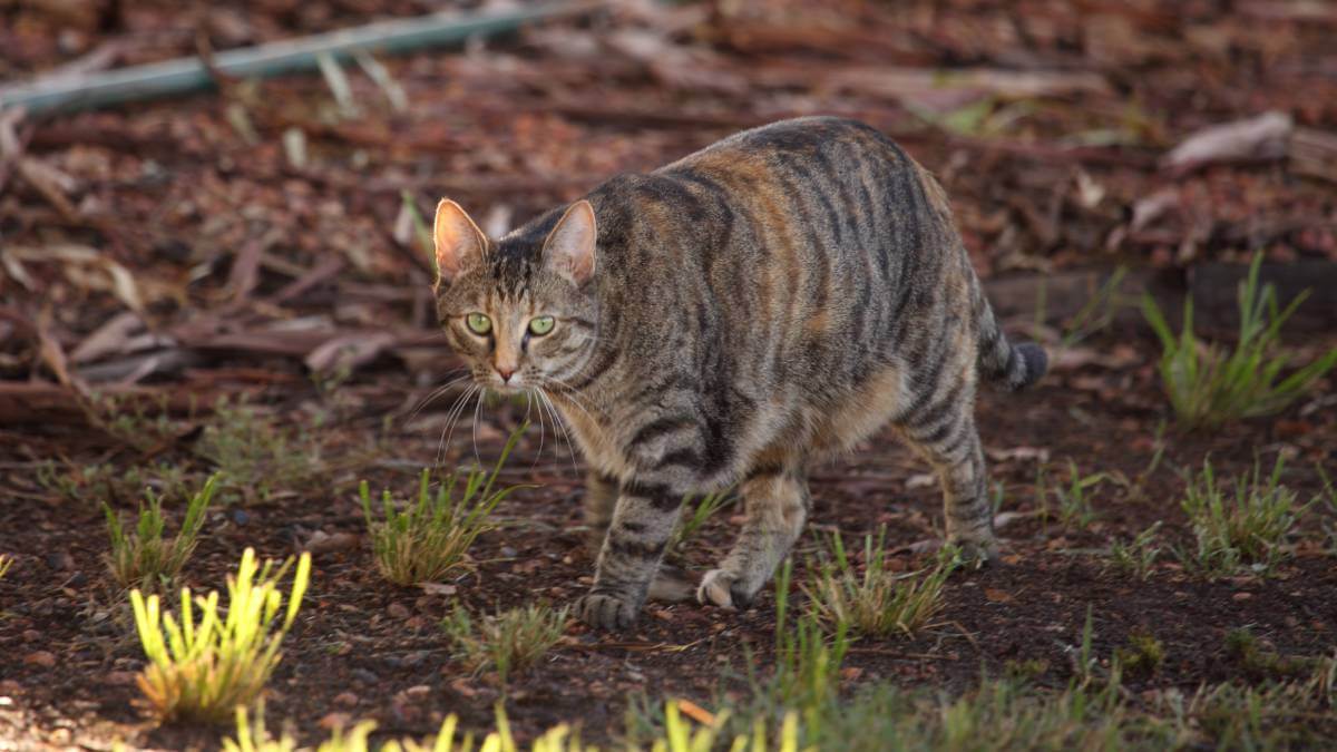 1080 baits are used to kill foxes, cats and dingoes – but other animals ...