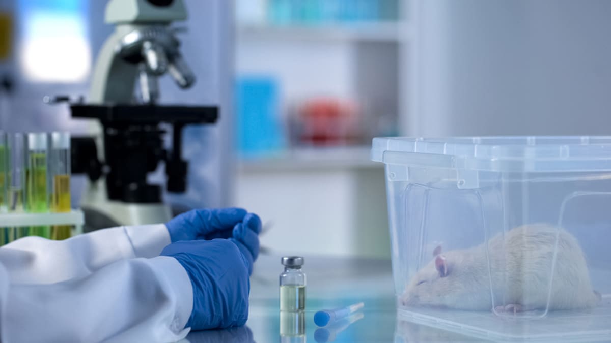Just 5% of therapies tested in animals end up for human use: study ...