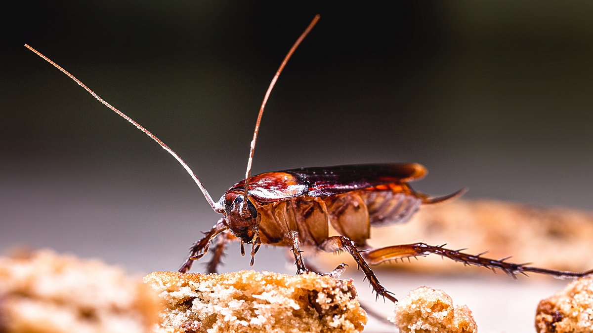 Cockroaches can teach us plenty about eating well | YourLifeChoices