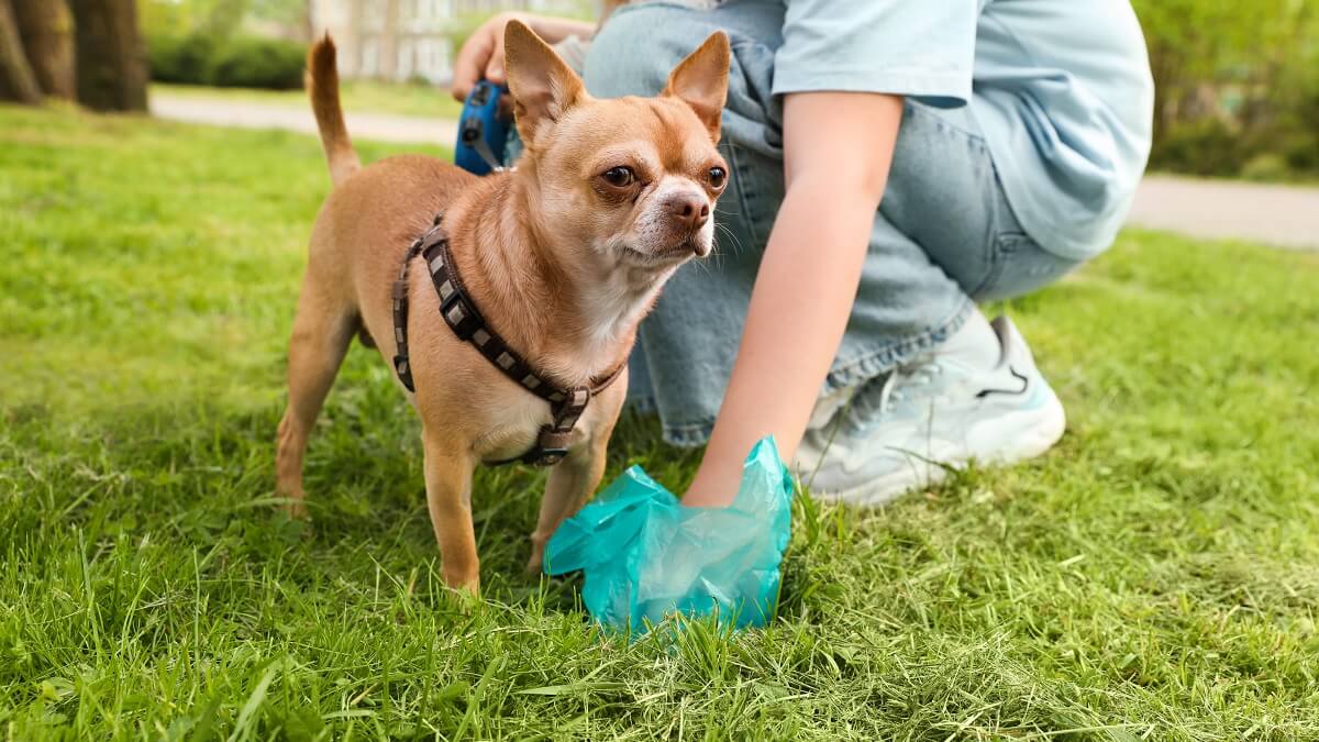 Council faces 'extraordinary' problem with plastic-wrapped dog poo ...