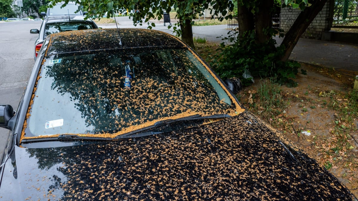 Don’t be a sap. Tree sap damage can be serious | YourLifeChoices