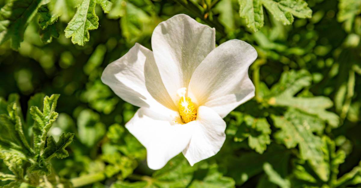 Best ever native plants for hedging | YourLifeChoices