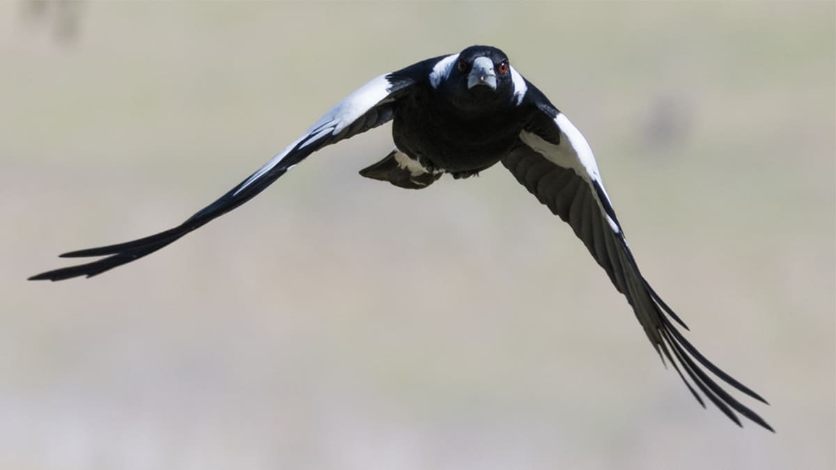 Why magpies, magpie-larks and lapwings swoop in spring | YourLifeChoices
