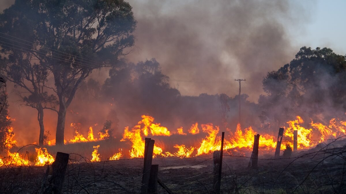 Up to 40% of bushfires in parts of Australia are deliberately lit. But ...