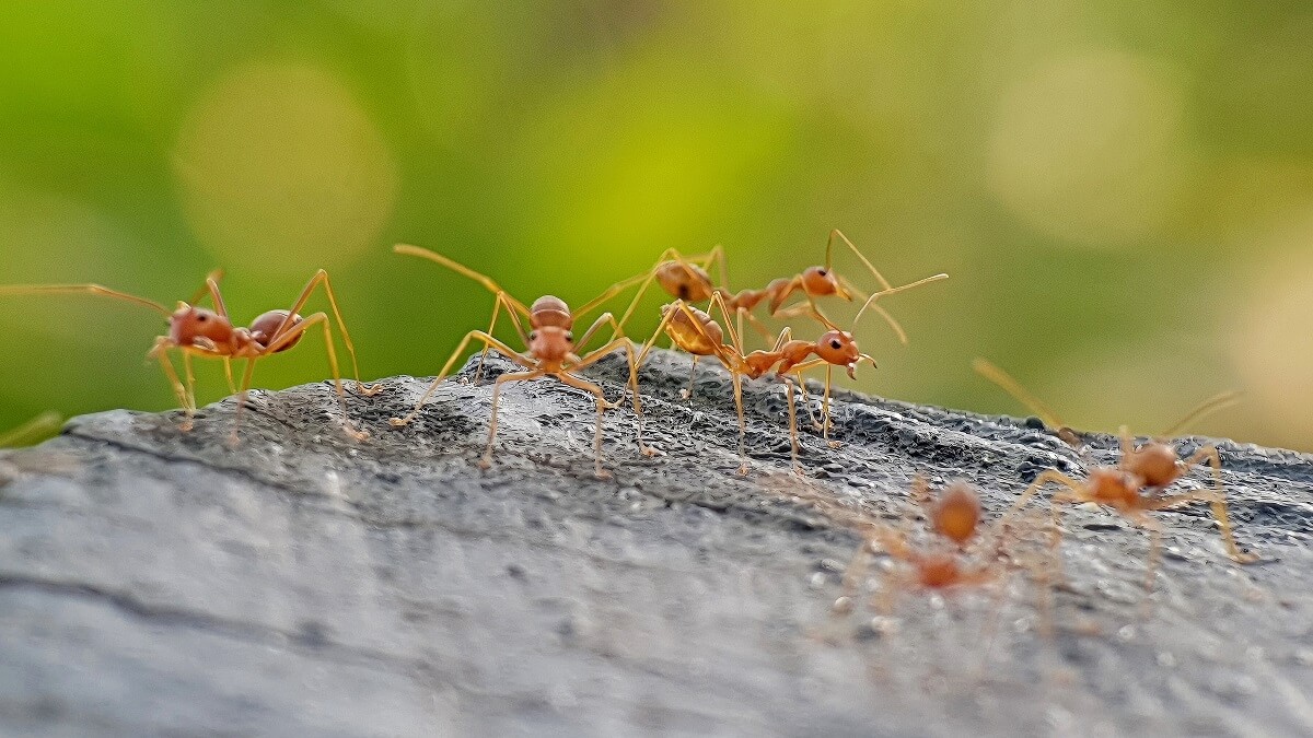 Homeowners beware: 'World's worst' invaders spreading across Australian ...