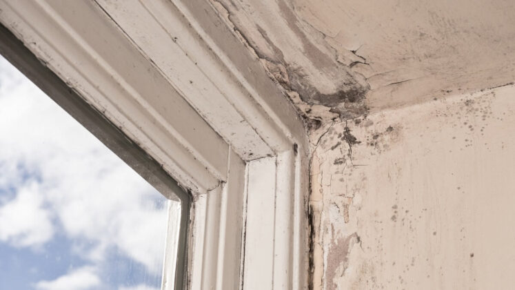 Common conditions caused by a mouldy home | YourLifeChoices