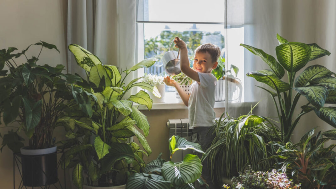 How to style your living space with indoor plants | YourLifeChoices