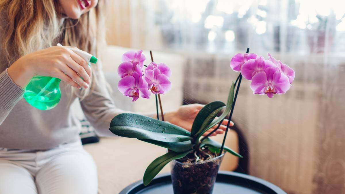 How to revive this classic orchid favourite | YourLifeChoices