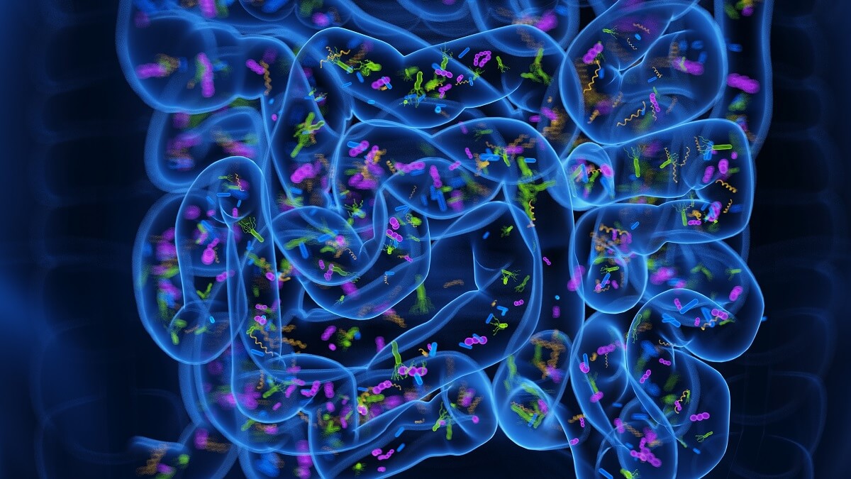 How the bugs in your gut affect your immune system | YourLifeChoices