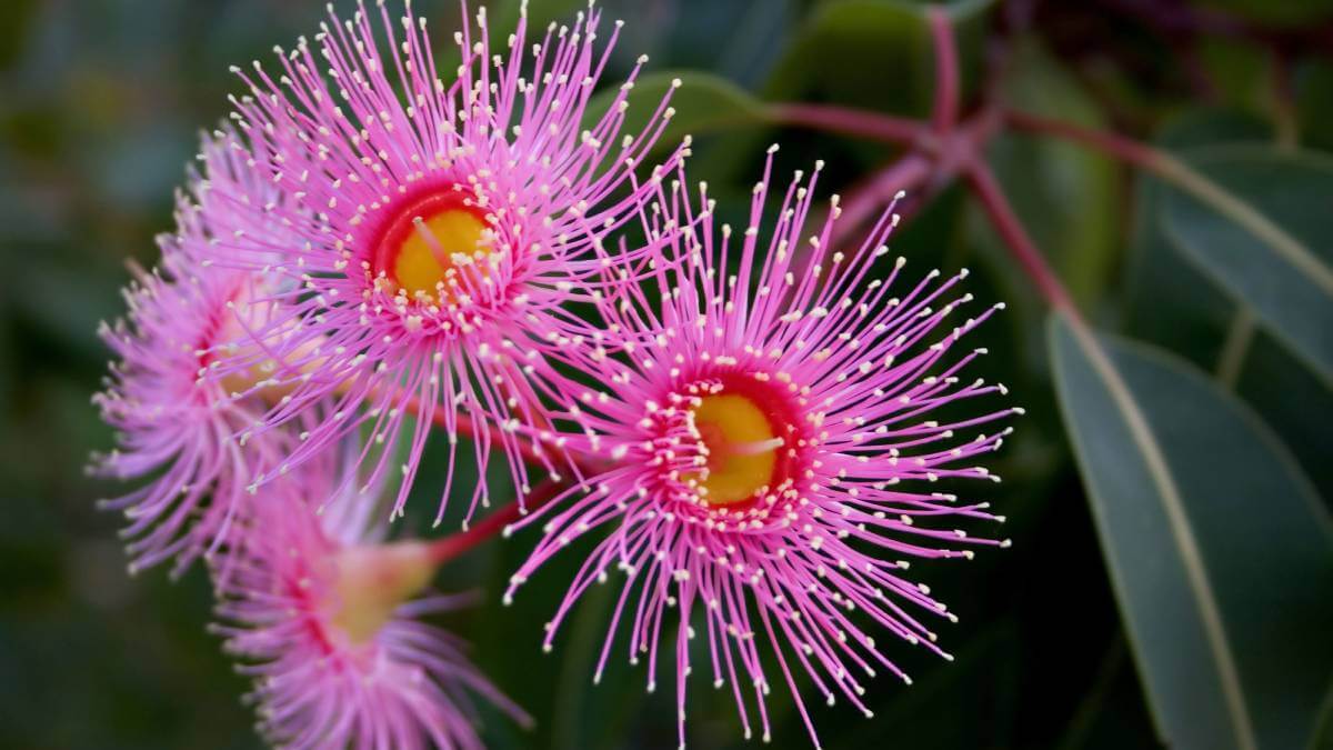 Busting our favourite native plant myths | YourLifeChoices