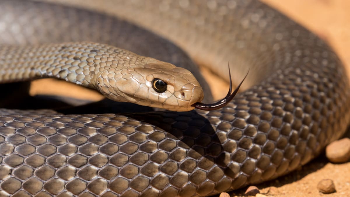 What to do if you're bitten by a snake | YourLifeChoices