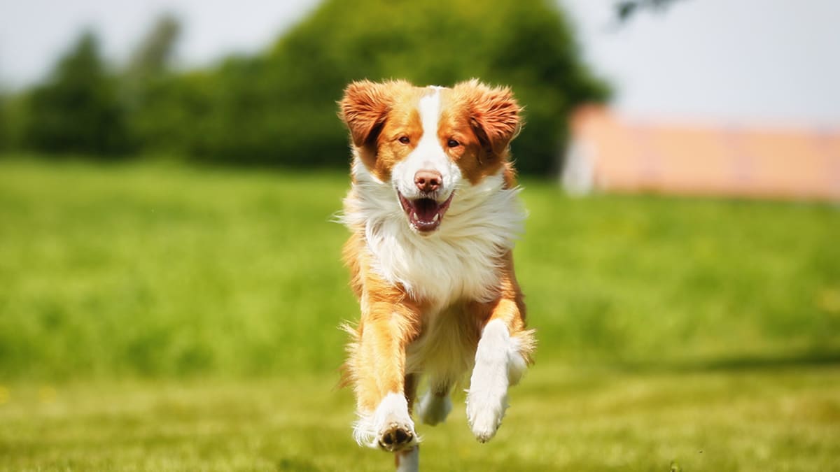 Five tips to help your canine friends live their best life ...