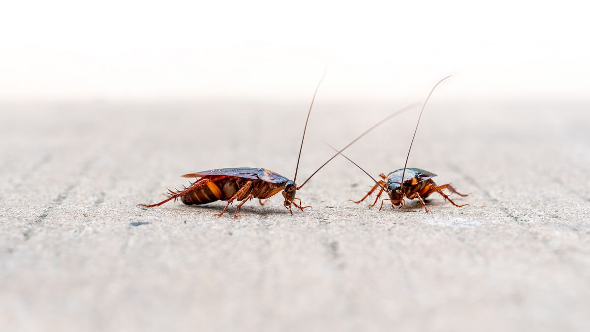 How to keep cockroaches at bay during the warmer months | YourLifeChoices