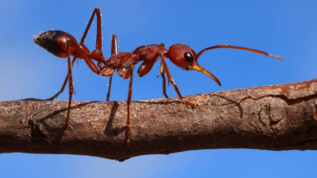 Ant stings can be painful. Here’s how to avoid getting stung this ...
