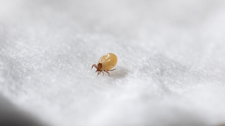 Wave goodbye to dust: 8 simple tips for a cleaner home | YourLifeChoices