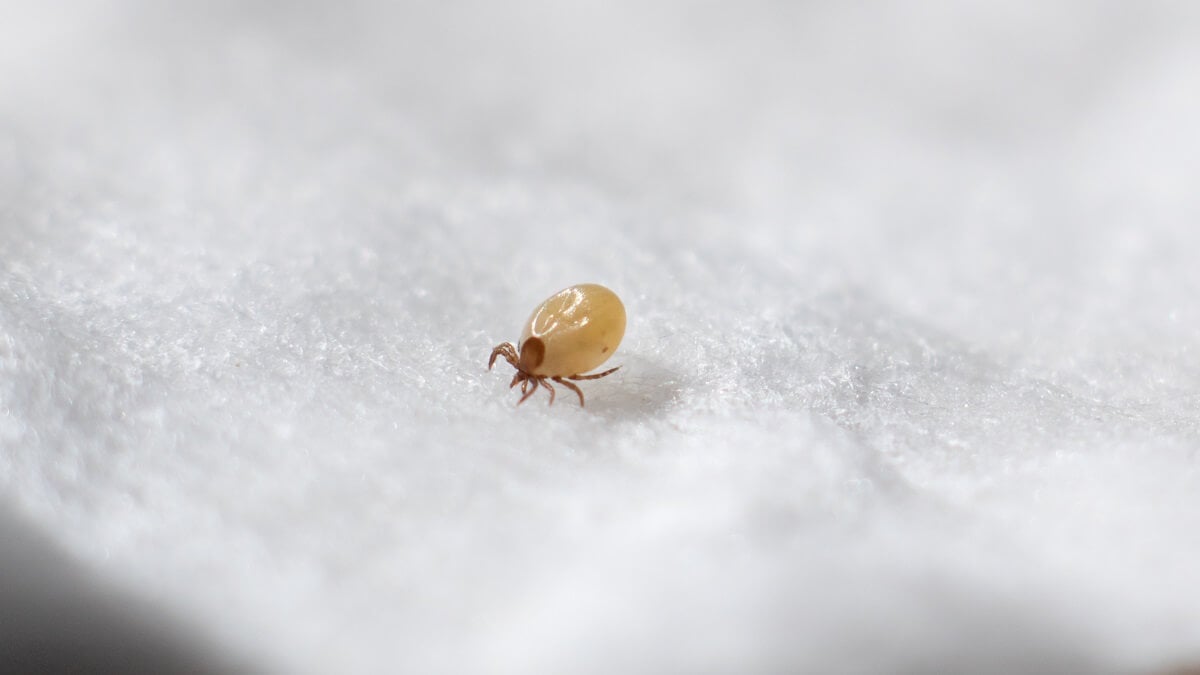 What are house dust mites and how do I know if I’m allergic to them ...