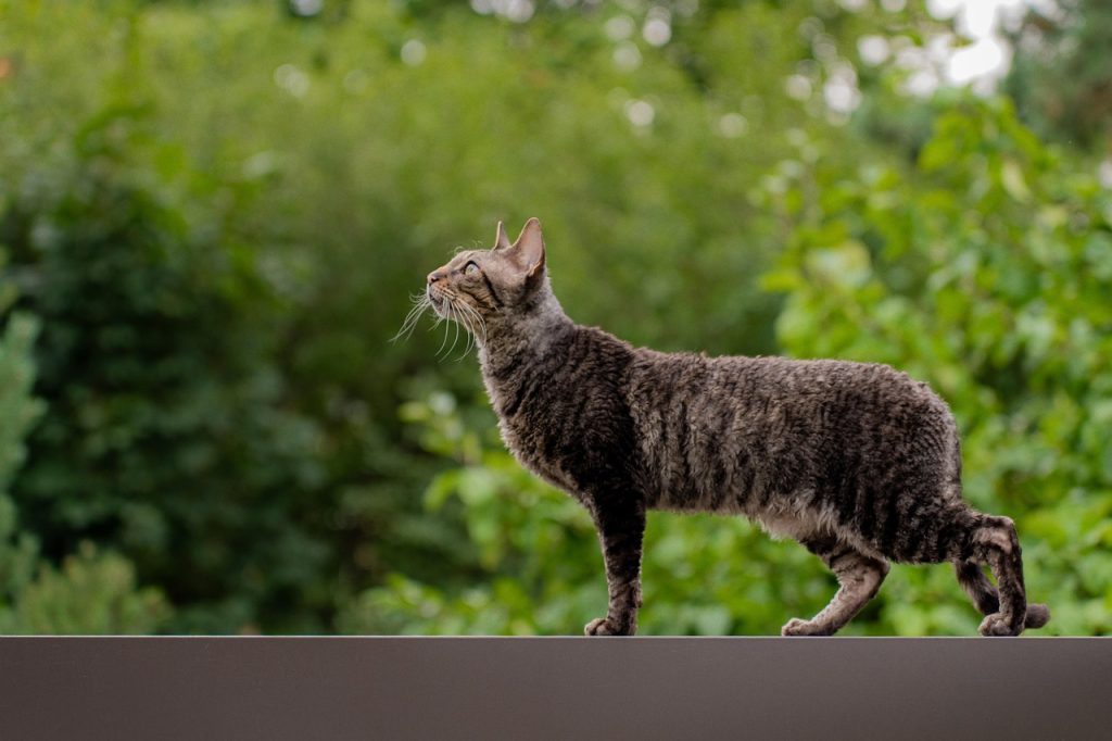 Could a cat curfew be the key to saving our wildlife? | YourLifeChoices