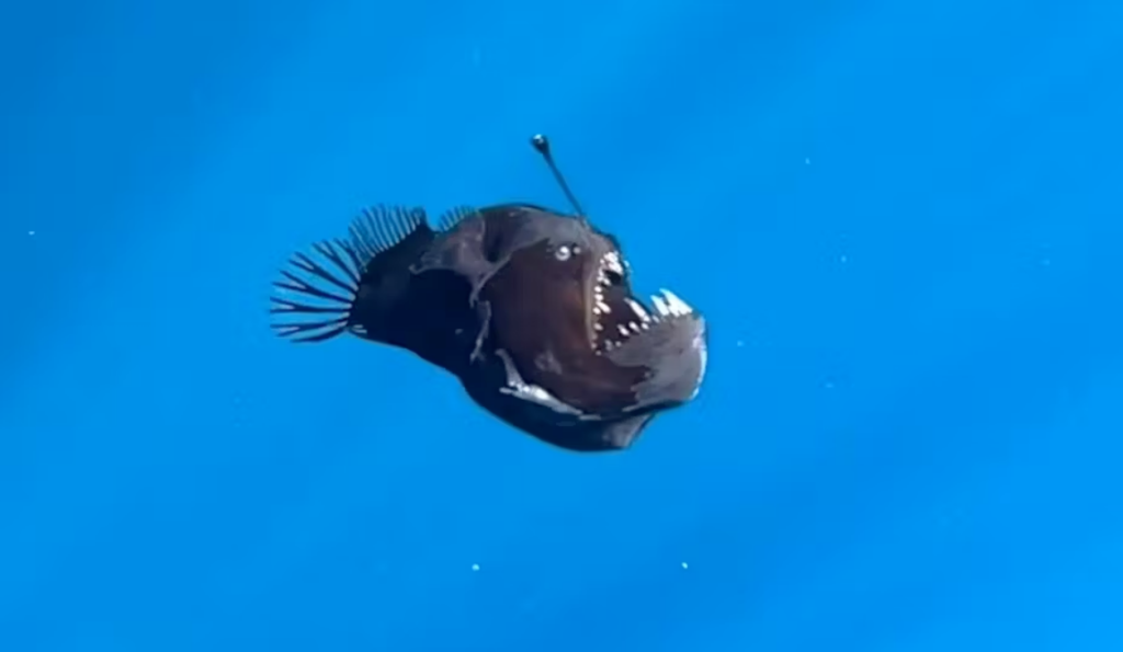 ‘Icarus of the deep’: how a dying anglerfish became a social media ...