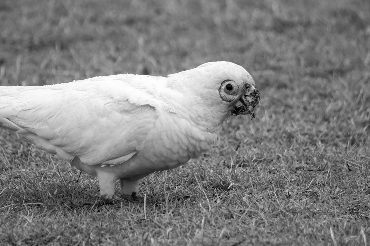 Mass bird death event sparks investigation: What’s happening ...