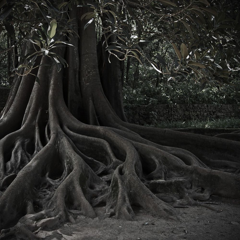 This ancient Australian tree captivated Europe's heart⁠ | YourLifeChoices