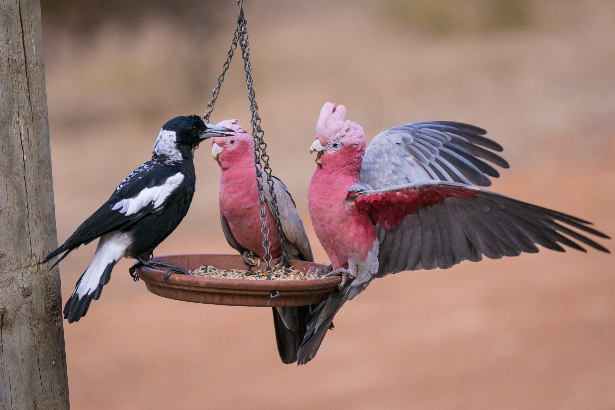 Experts urge caution following disturbing backyard images | YourLifeChoices