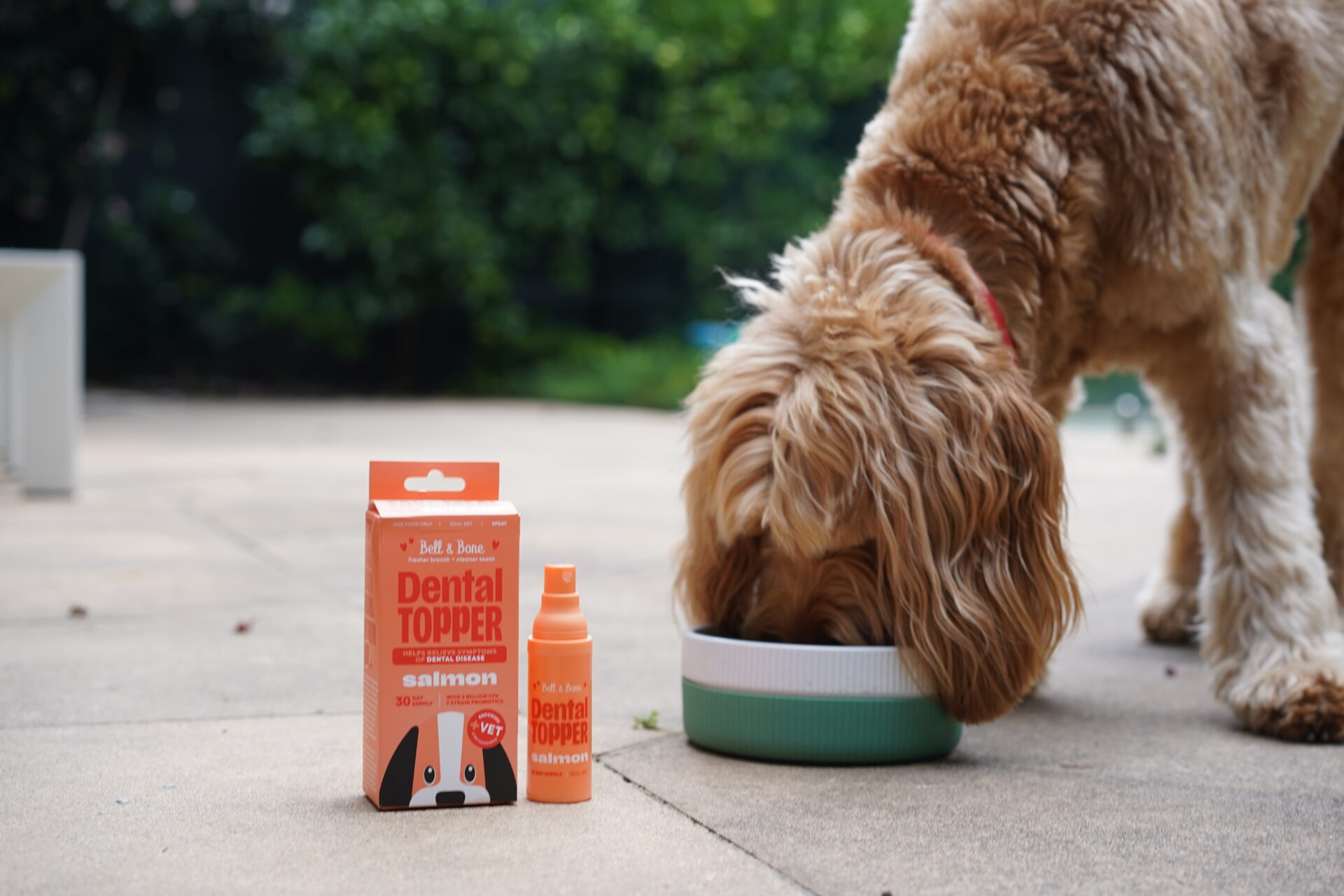 Bell & Bone’s new dental spray: A fresh approach to pet dental care and ...