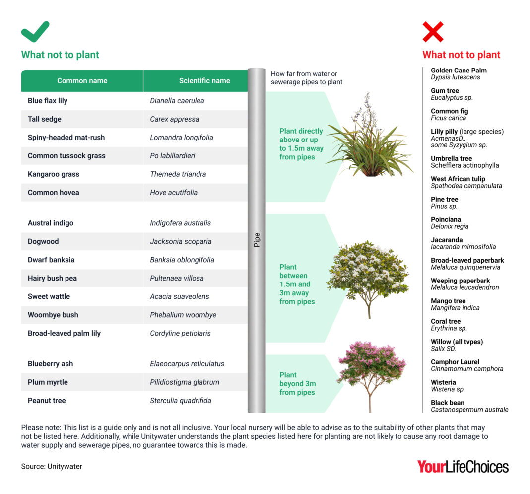 The invasive monster ripping through yards—and how to protect your home ...