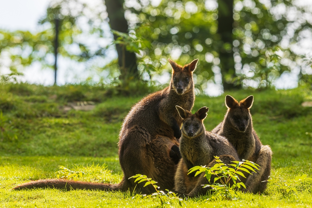 $350,000 kangaroo cull plan divides Australian park lovers ...