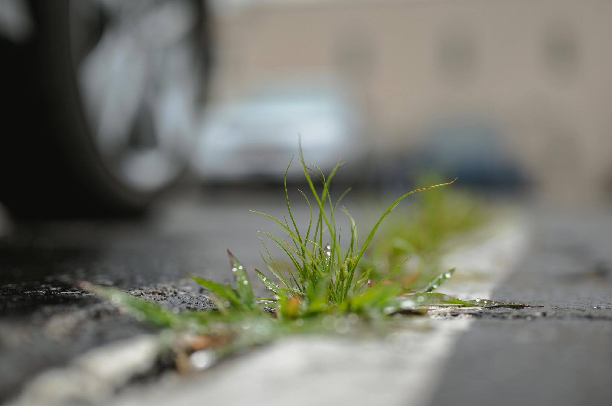 Tired of weeds? Ditch chemicals for this natural weed control hack ...