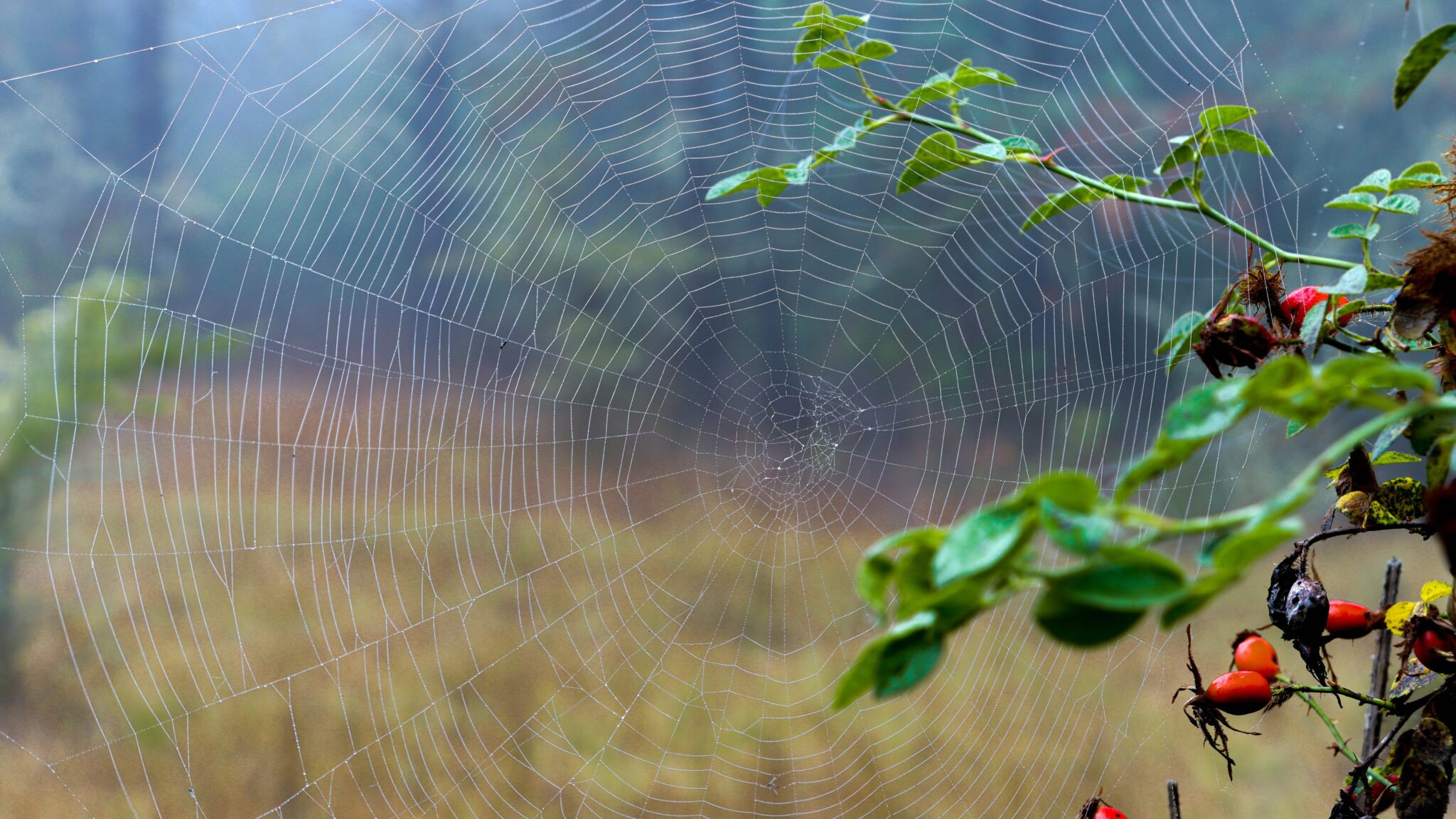 Experts fear deadly New Zealand invader may have arrived in Australia undetected | YourLifeChoices