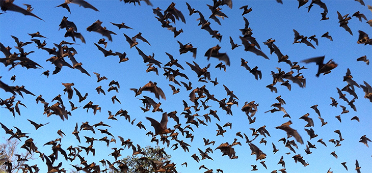 Man dies after bat exposure—key facts on the deadly virus | YourLifeChoices