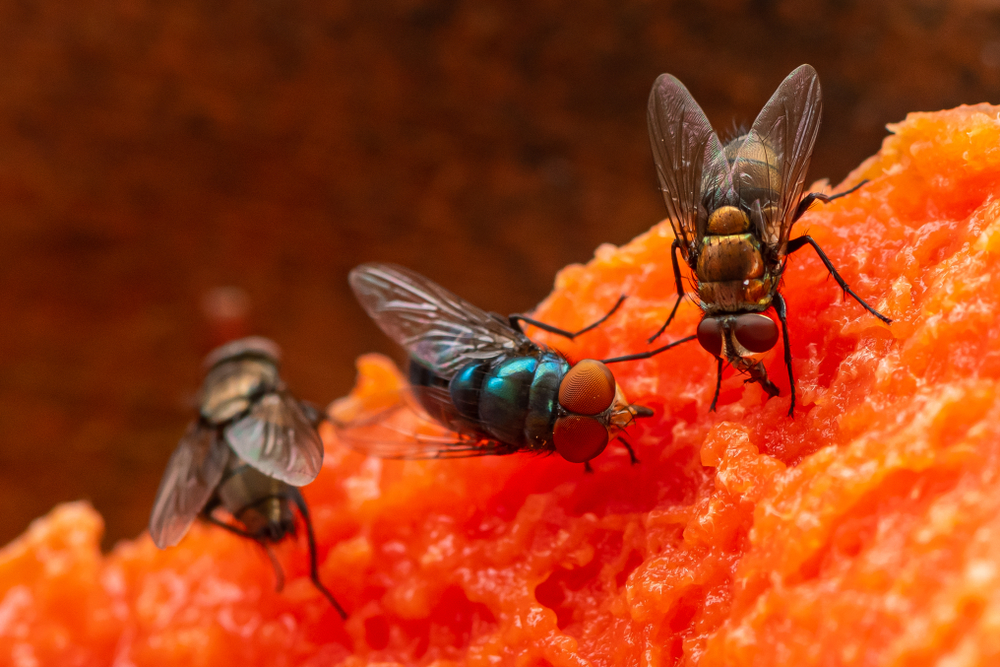 Heatwave conditions likely to bring increase of flies and maggots ...