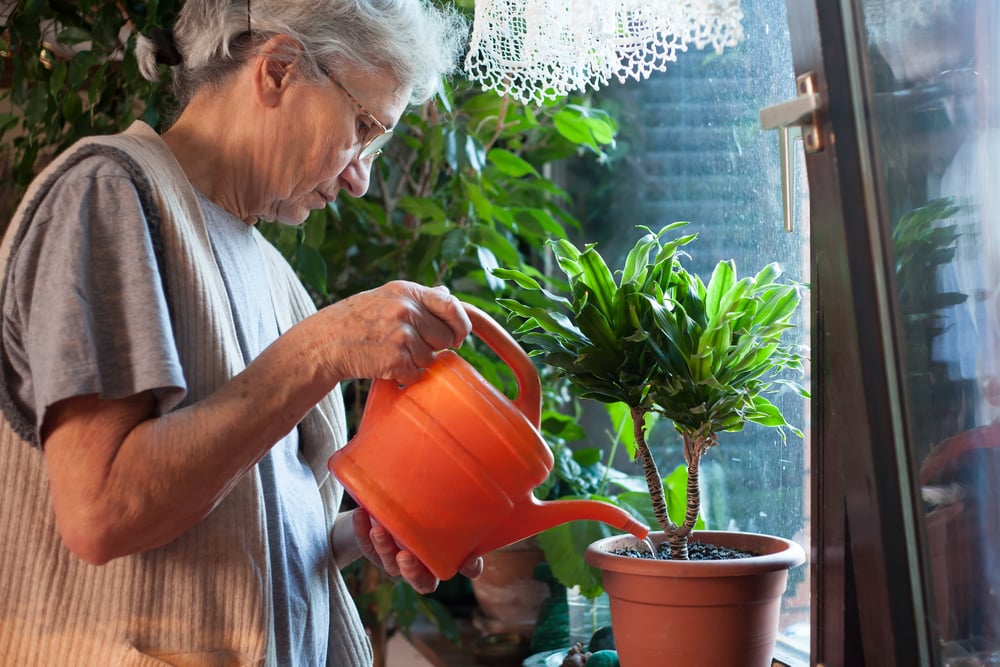 The $19 Bunnings buy a 70-year-old gardener swears by | YourLifeChoices