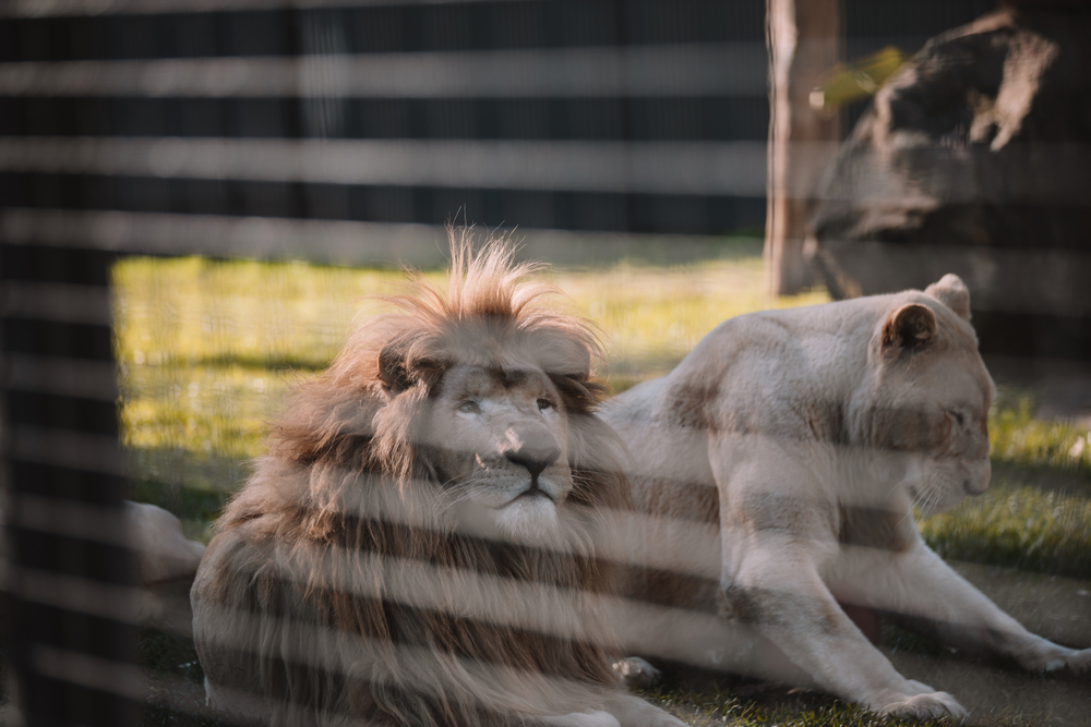 Is it worth it? Famous lion Blondie’s death leaves 10 cubs at risk ...