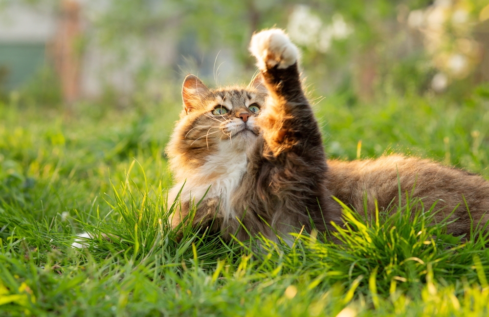 City council's $300 cat fines roll out as Australia cracks down on ...
