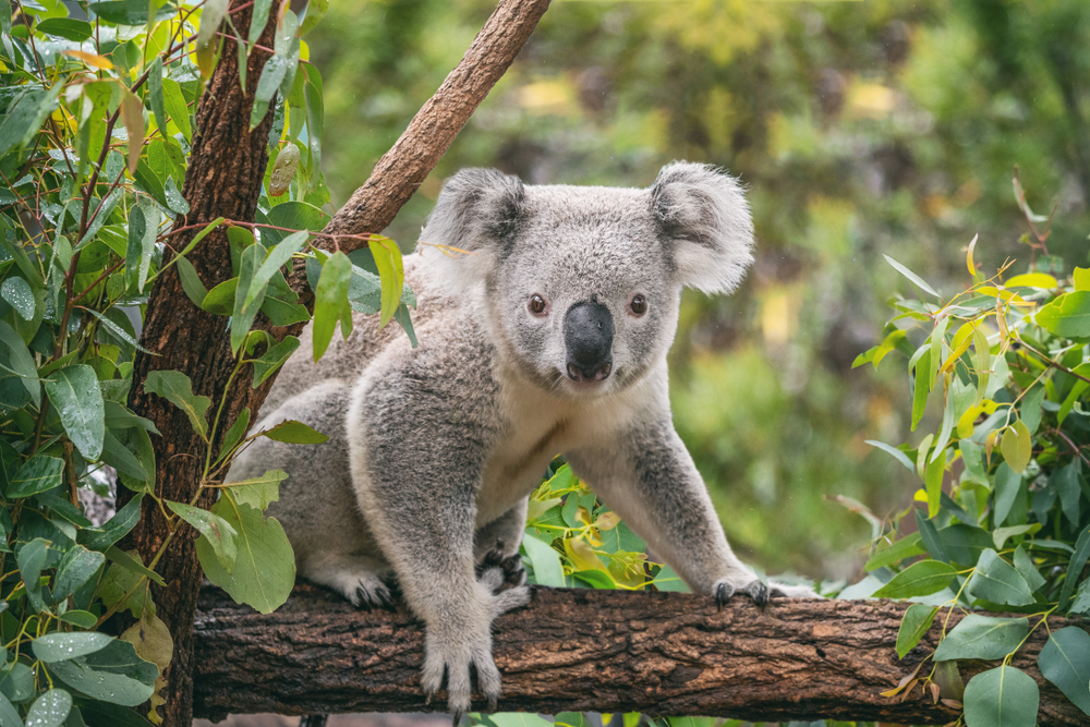 Rescue with a twist: How one man’s unexpected talk saved a koala’s life ...