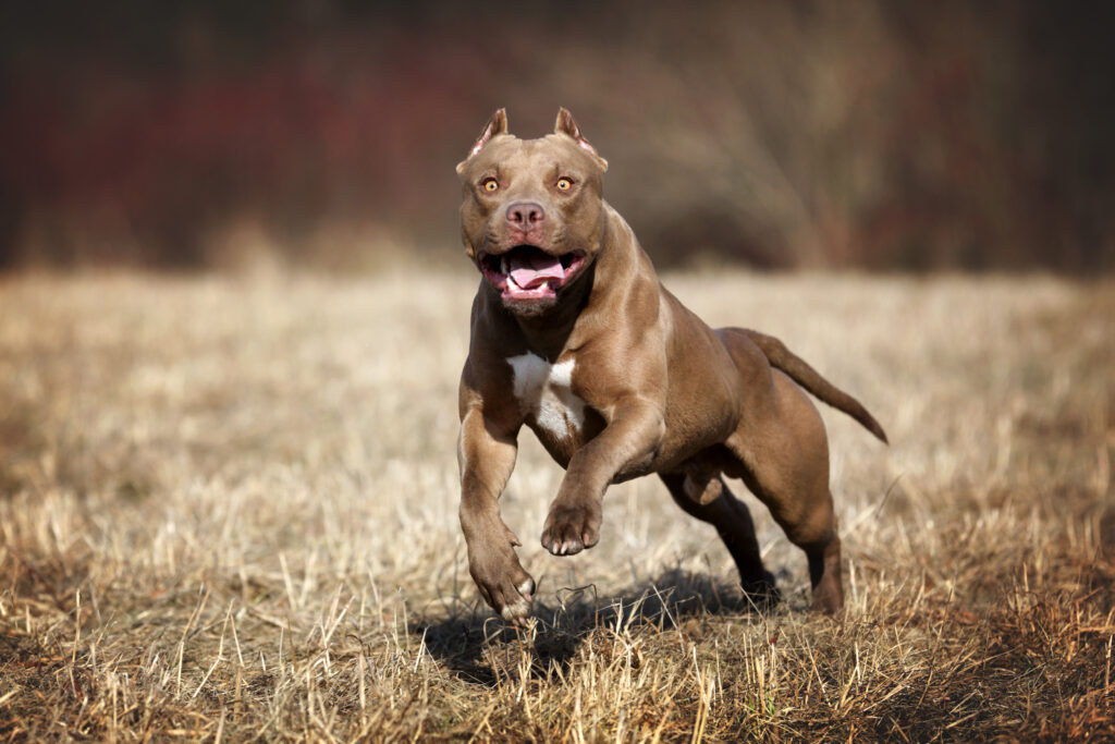 Is your park still safe? 'Killer dog' attacks trigger safety alarm in ...