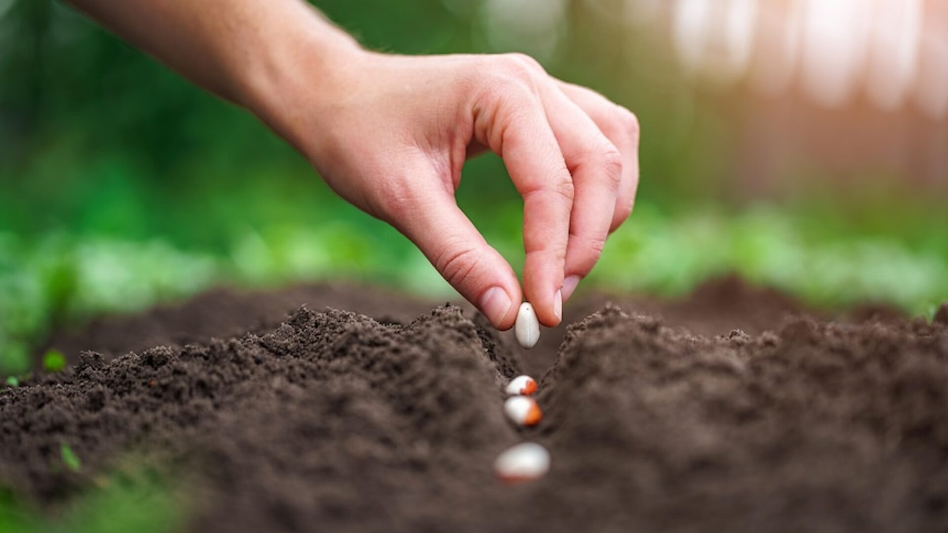 Vegetables and herbs you can easily and cheaply grow from seeds ...