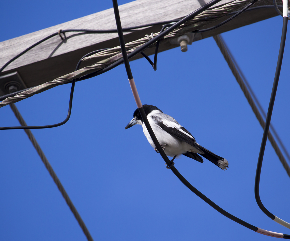 Magpies on the move: Stay one step ahead with this safety guide ...