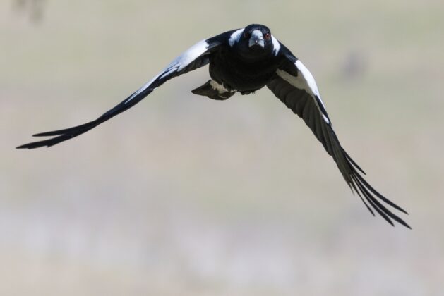 ‘Horrible’ magpie attack caught on doorbell camera—learn how to stay ...